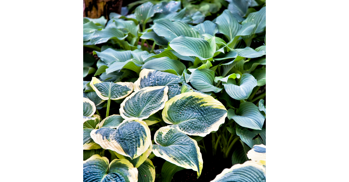 Plante perene Gardencentrum.net