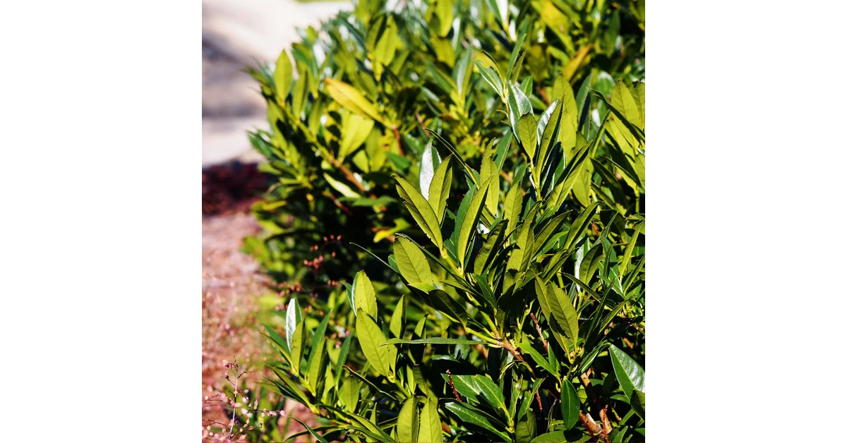 Plante veșnic verzi Gardencentrum.net