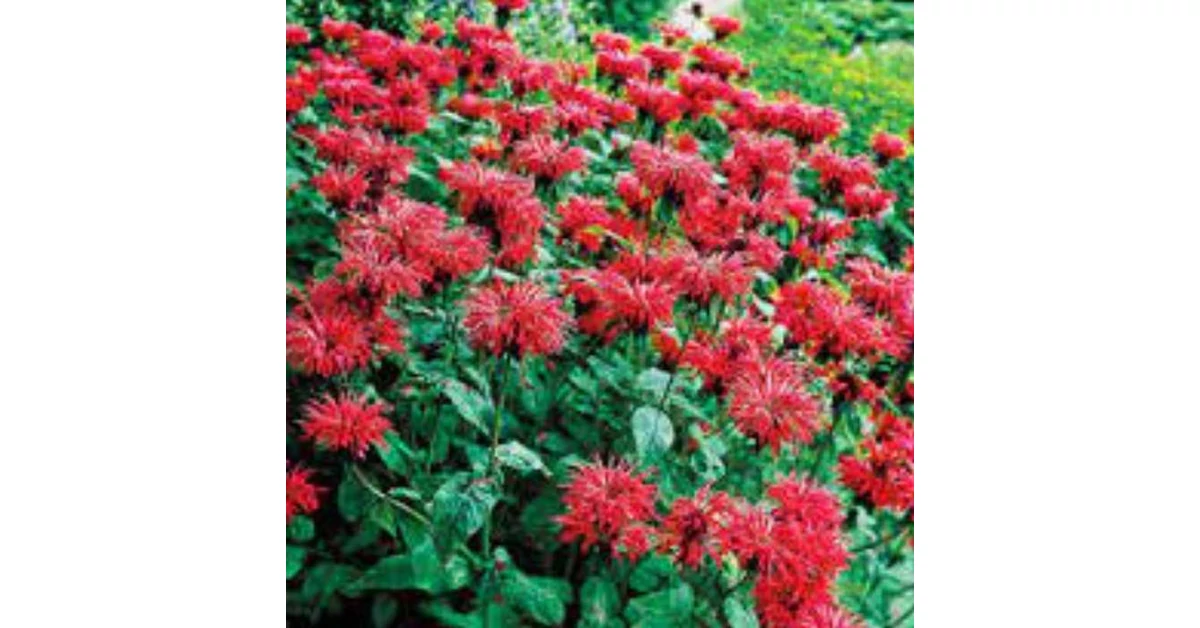 Flori roz - Gardencentrum.net magazin online