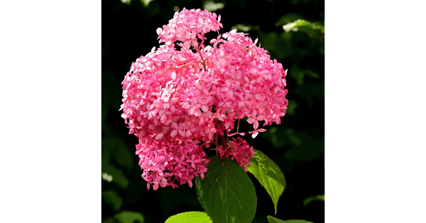 Hortensie Pink Annabelle - Gardencentrum.net webshop