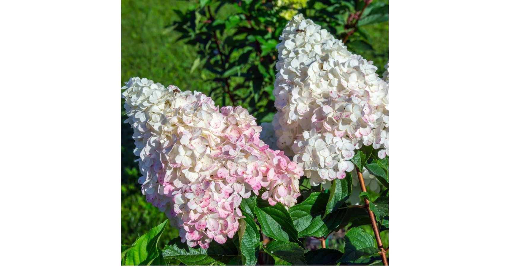 Flori uriașe, hortensia Phantom - Gardencentrum.net magazin online