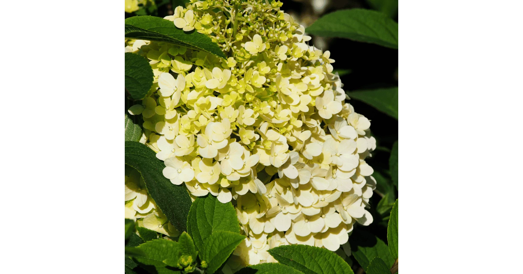 Hortensie Living Sugar Rush® - Gardencentrum.net