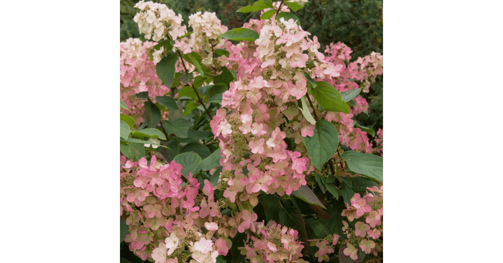 Hortensie Pink Diamond - Gardencentrum.net magazin online
