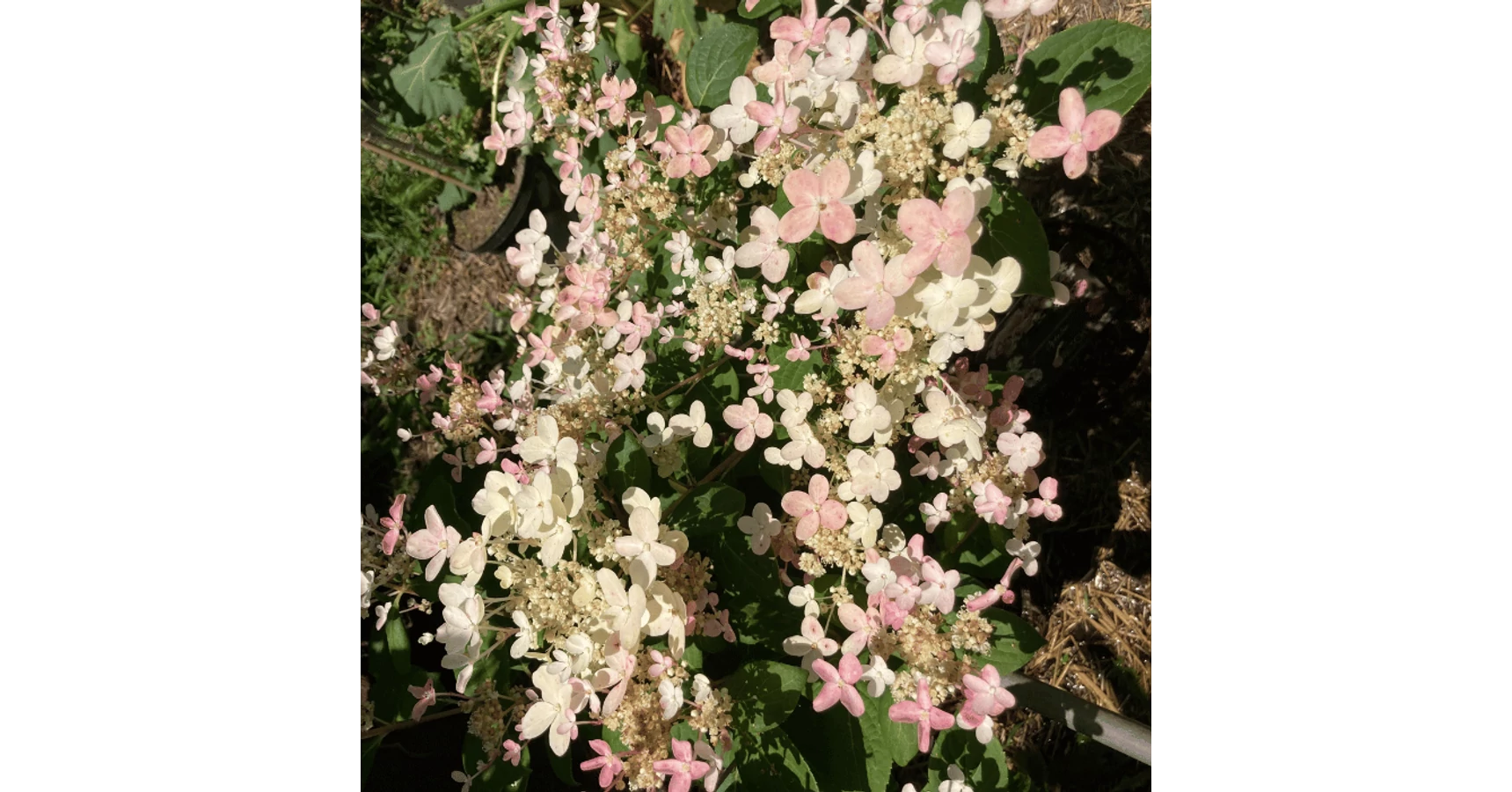 Hortensia paniculata Switch Ophelia - Gardencentrum.net