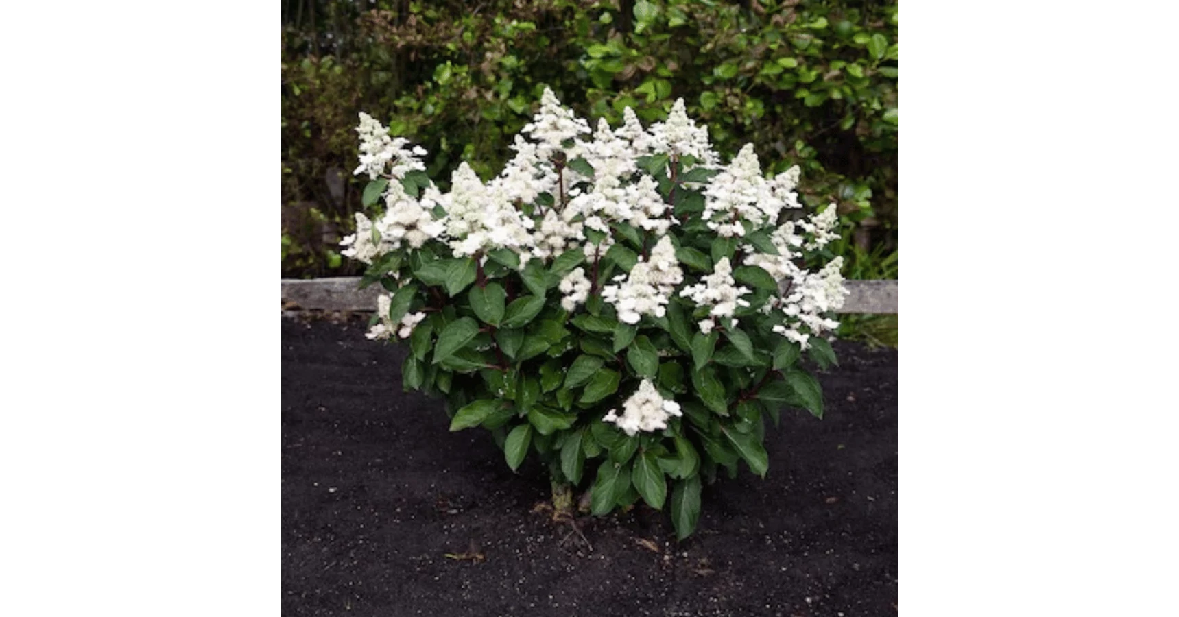 Hortensie Living Infinity® - Gardencentrum.net magazin online