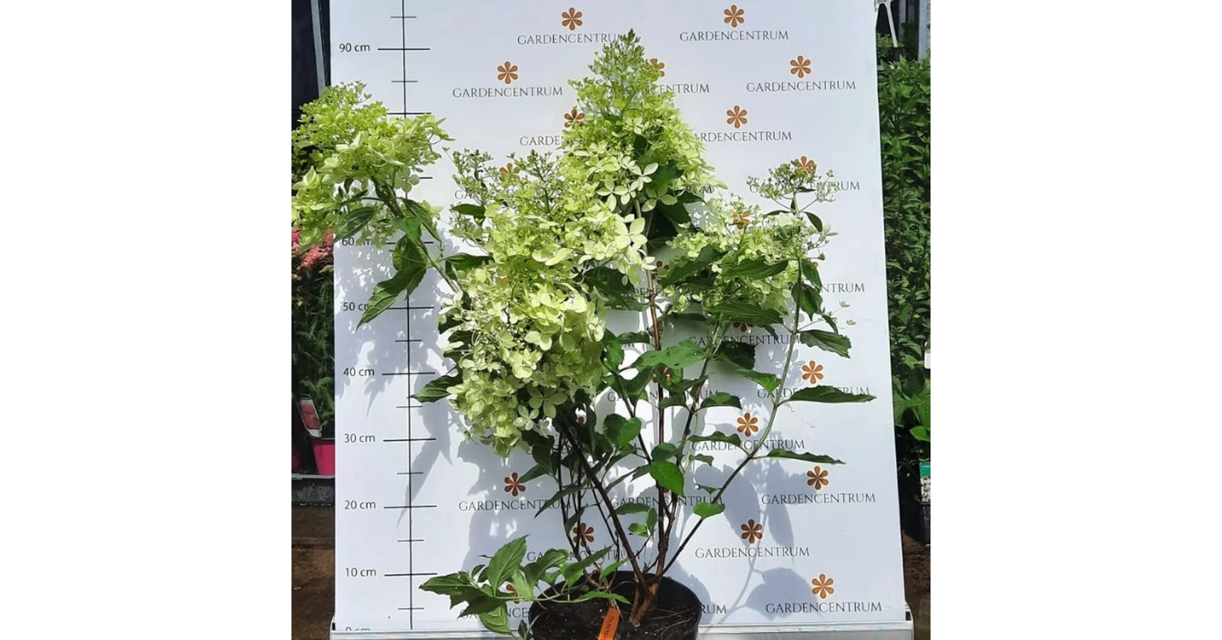 Hortensia Phantom - Gardencentrum.net magazin online