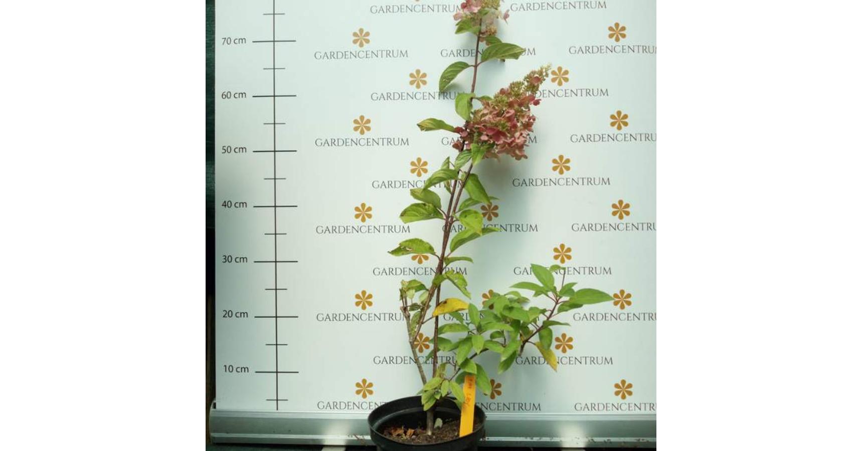 Hortensie Pink Lady - Gardencentrum.net