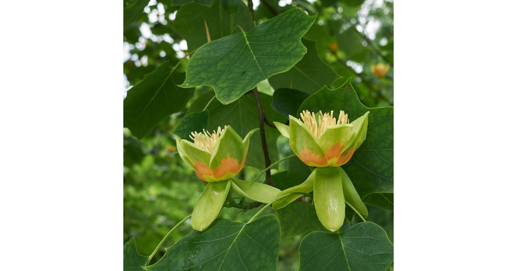Liriodendron tulipifera - Gardencentrum.net pepinieră online