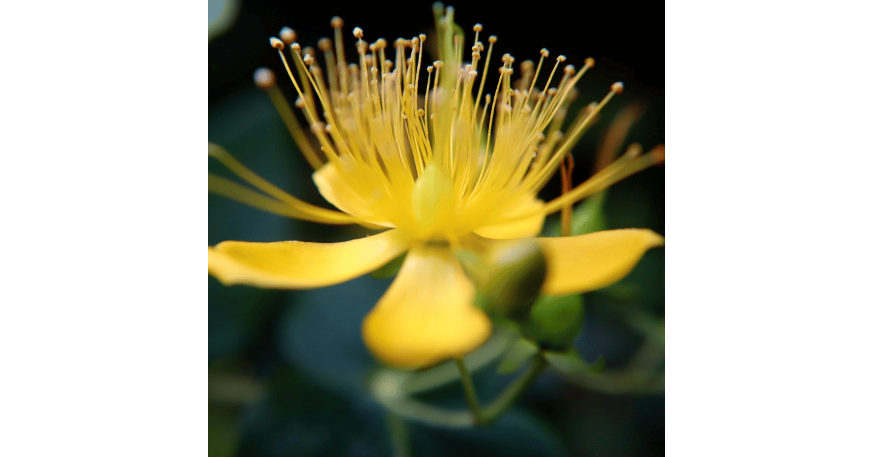 Hypericum polyphyllum Grandiflorum