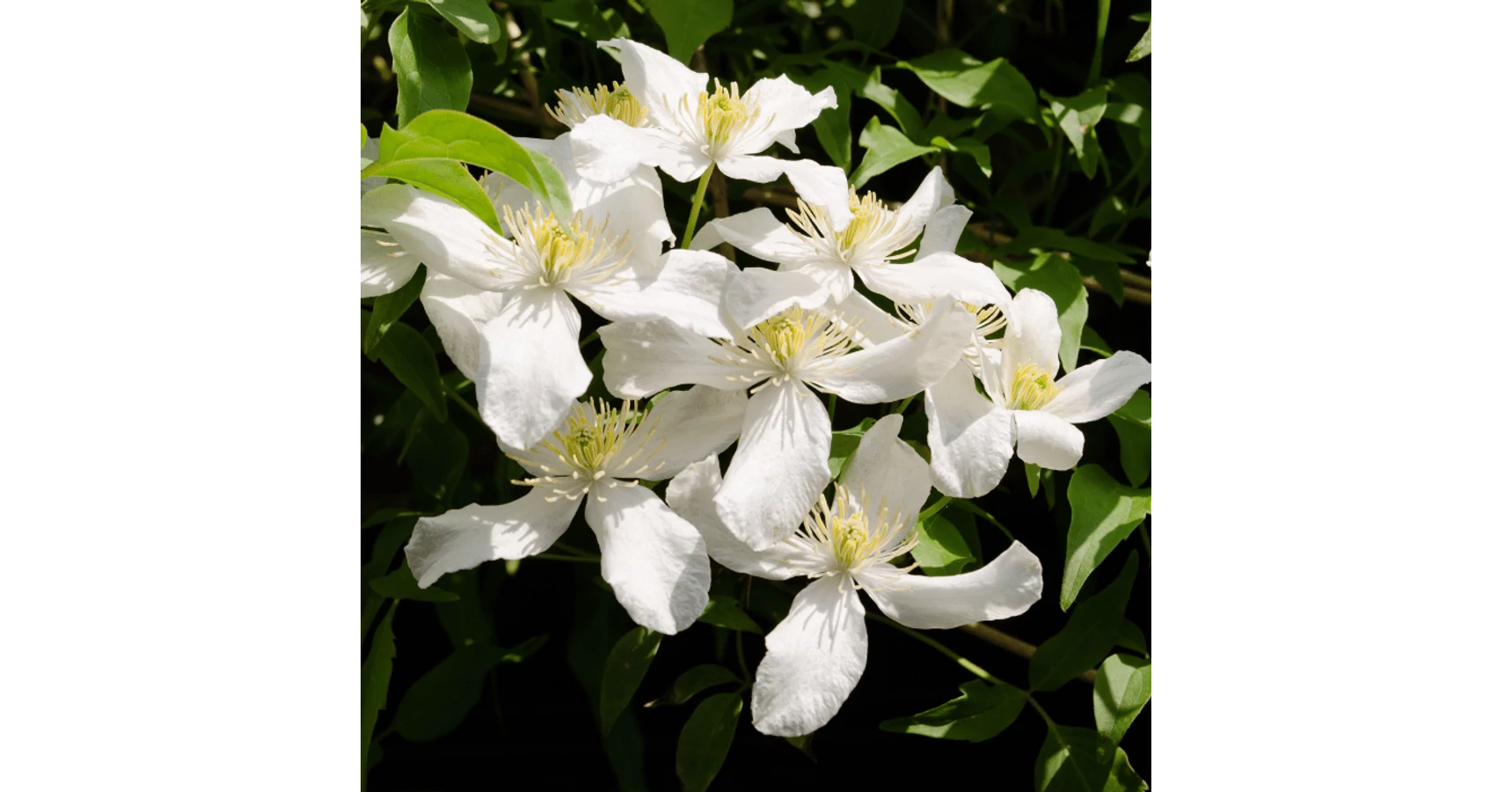 Clematită montana Wilsonii - Gardencentrum.net magazin online