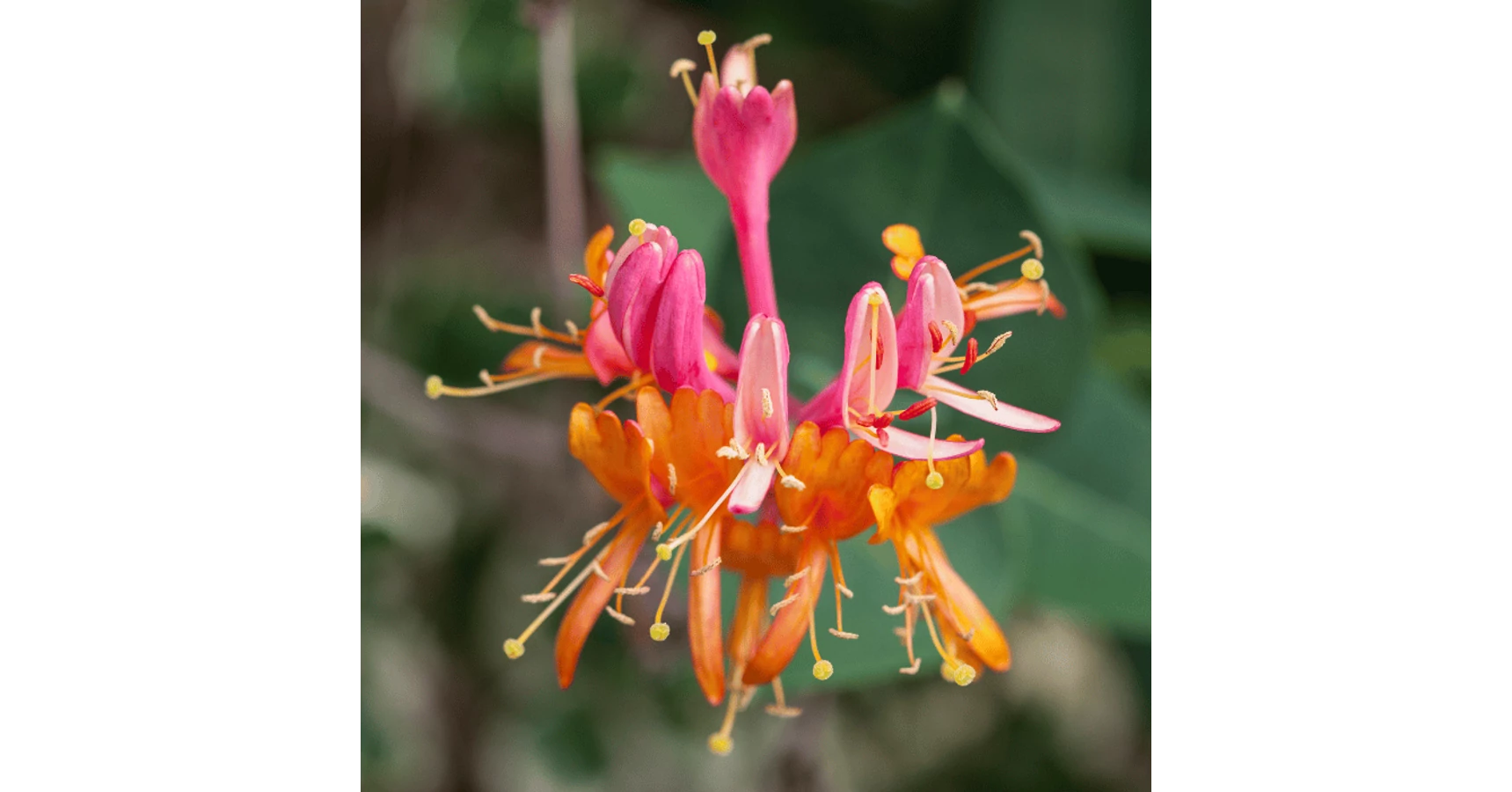 Caprifoi Dropmore Scarlet - Gardencentrum.net