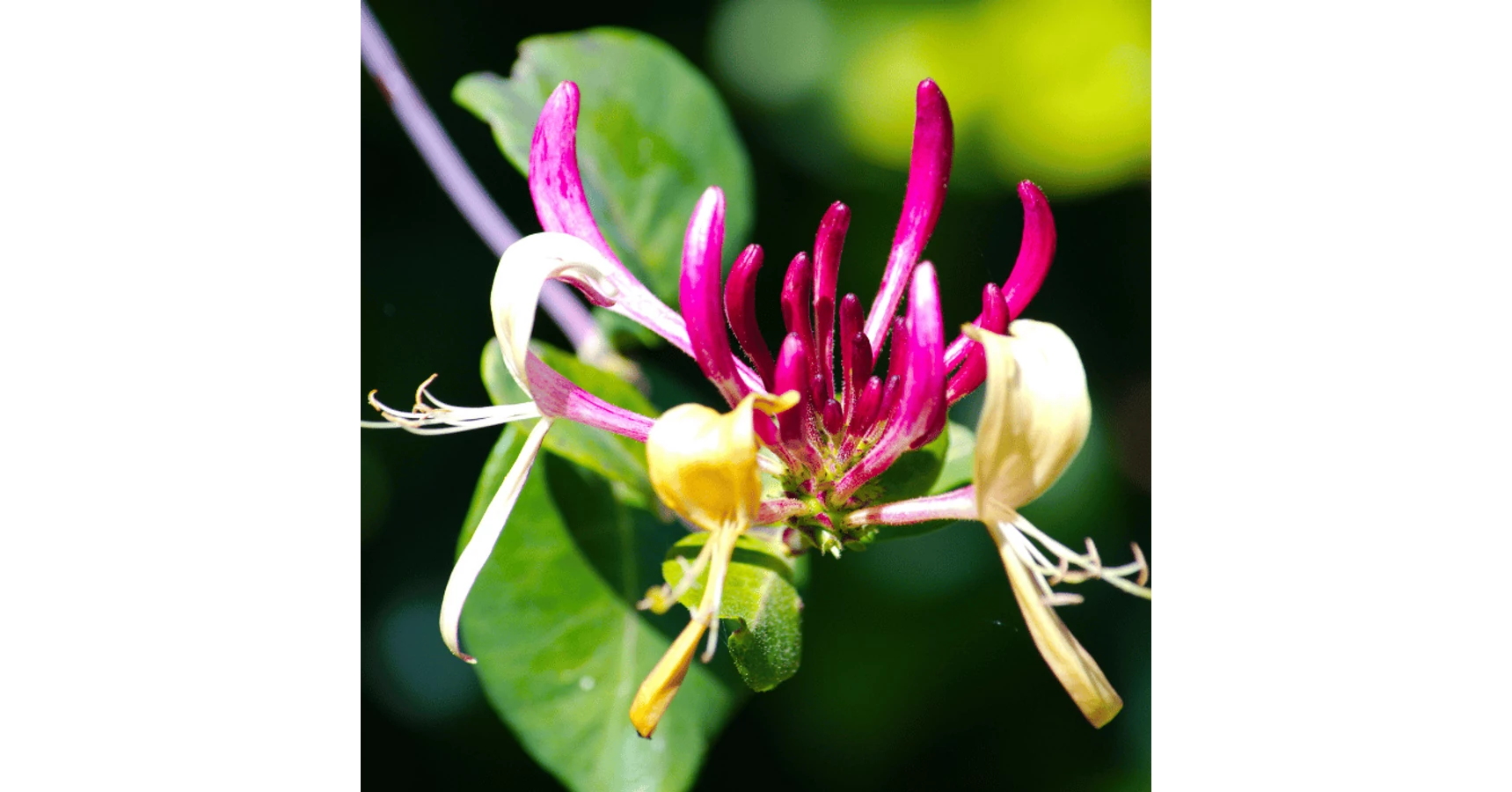 Caprifoi Red World - Gardencentrum.net