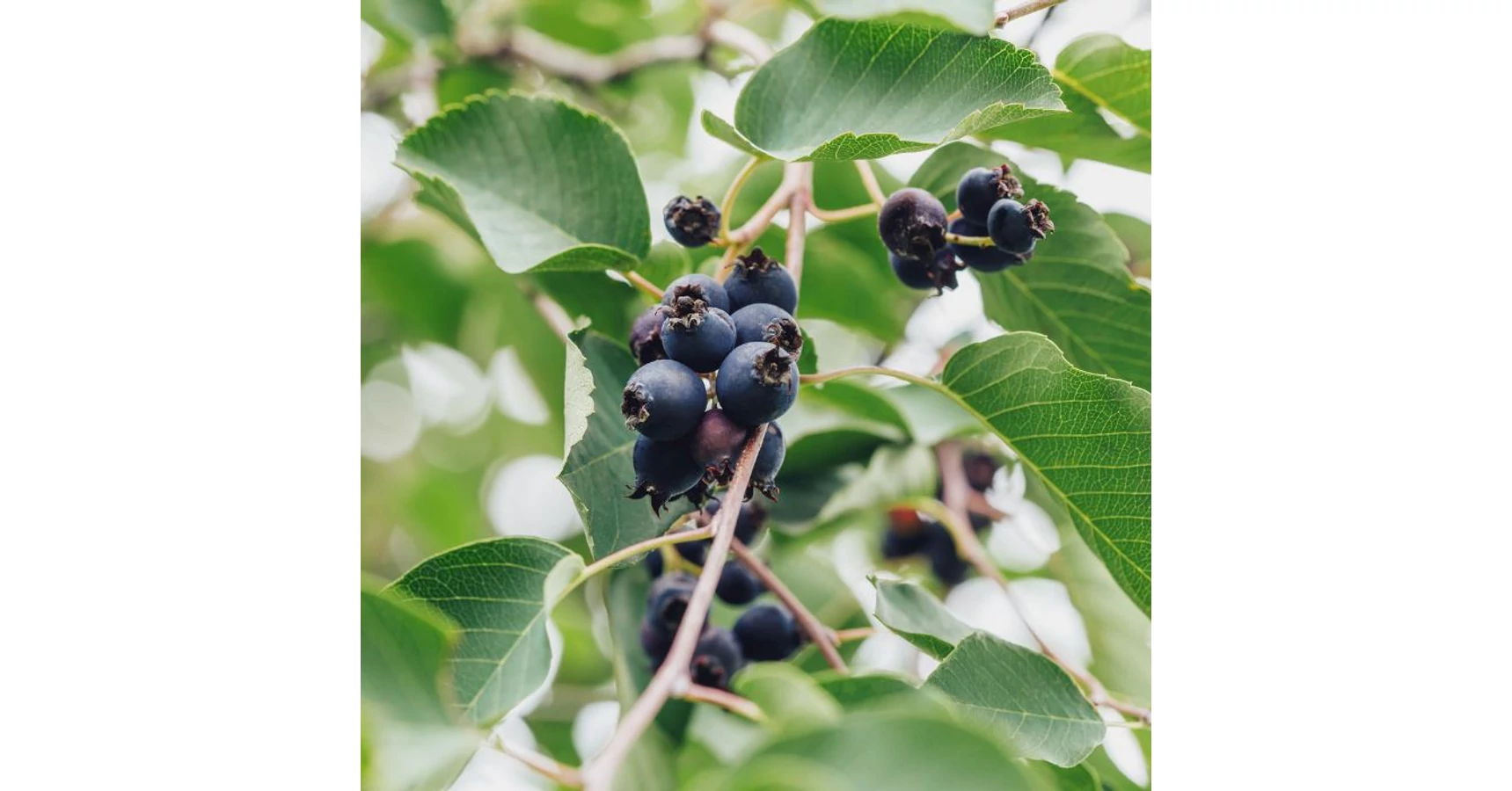 Afin canadian - Gardencentrum.net magazin online