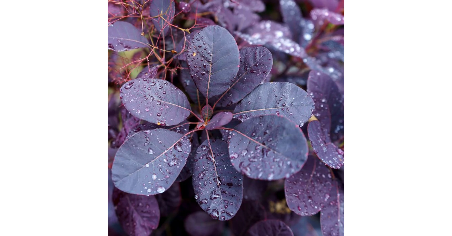 Scumpie roșie - Gardencentrum.net magazin online