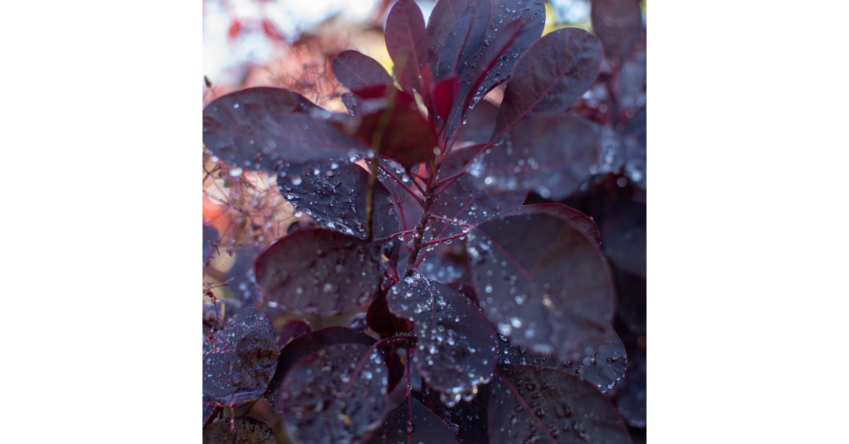 Scumpie roșie crescută pe trunchi înalt - Gardencentrum.net