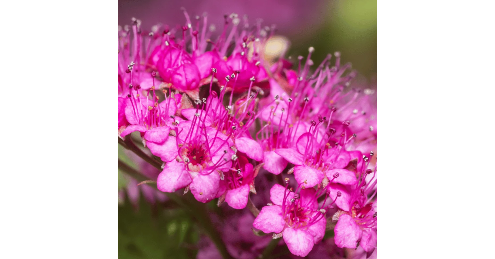Cununiță cu flori roz - Gardencentrum.net magazin online