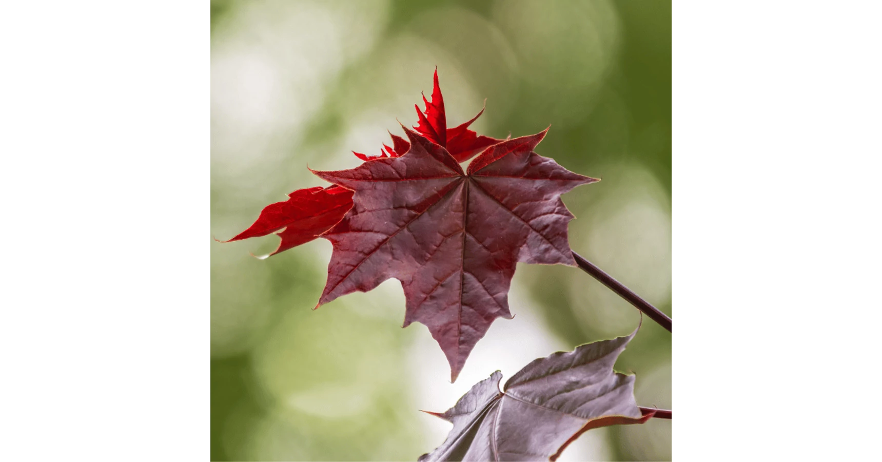 Arțar cu frunze roșii - Gardencentrum.net magazin online