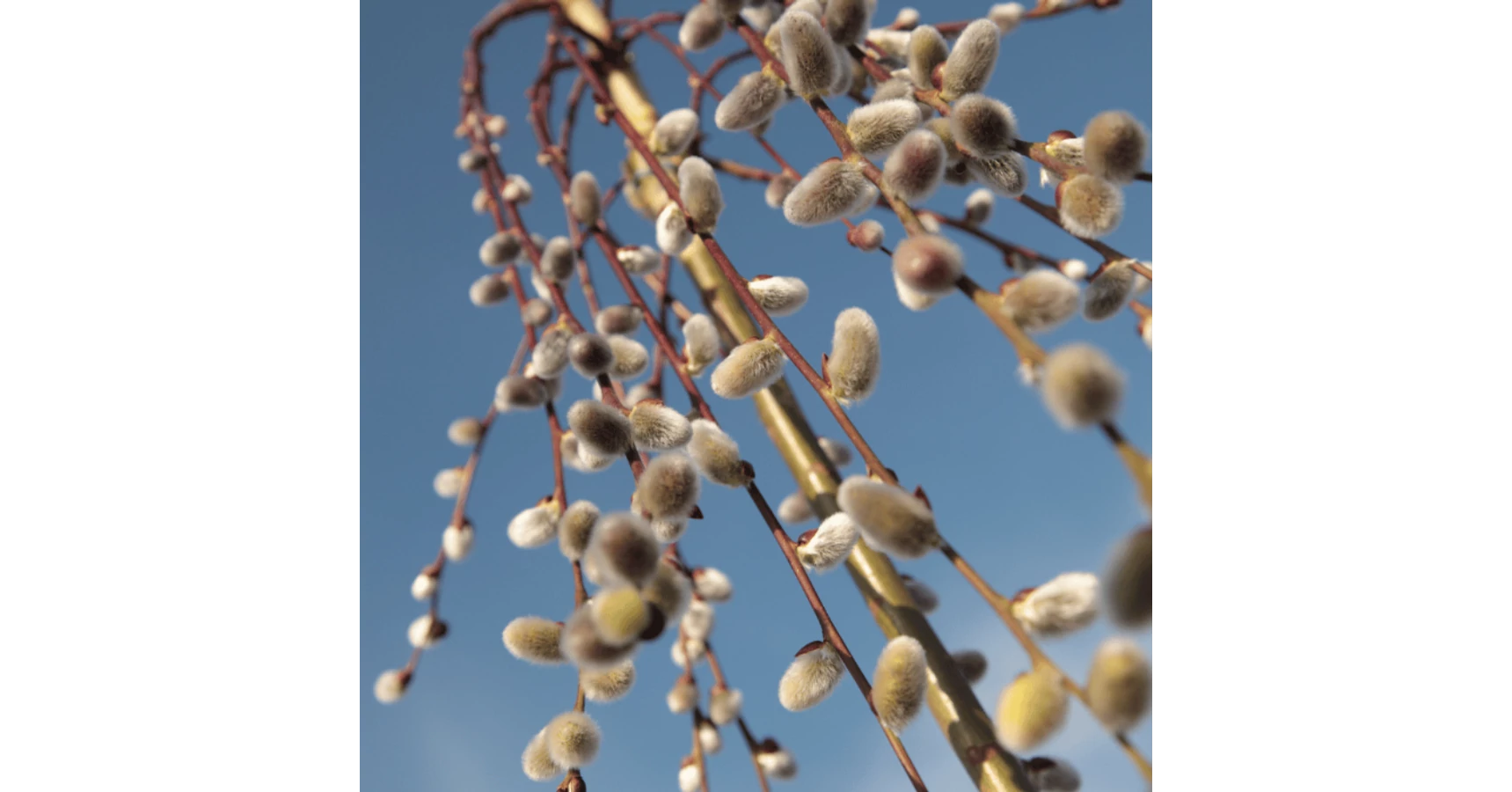 Salcie căprească Kilmarnock - Gardencentrum.net