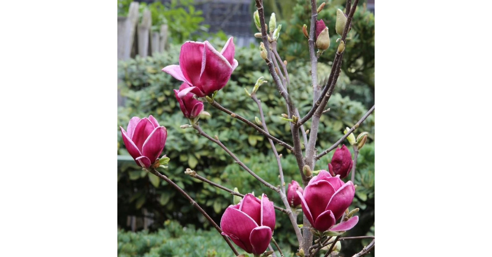 Magnolia Genie - Gardencentrum.net