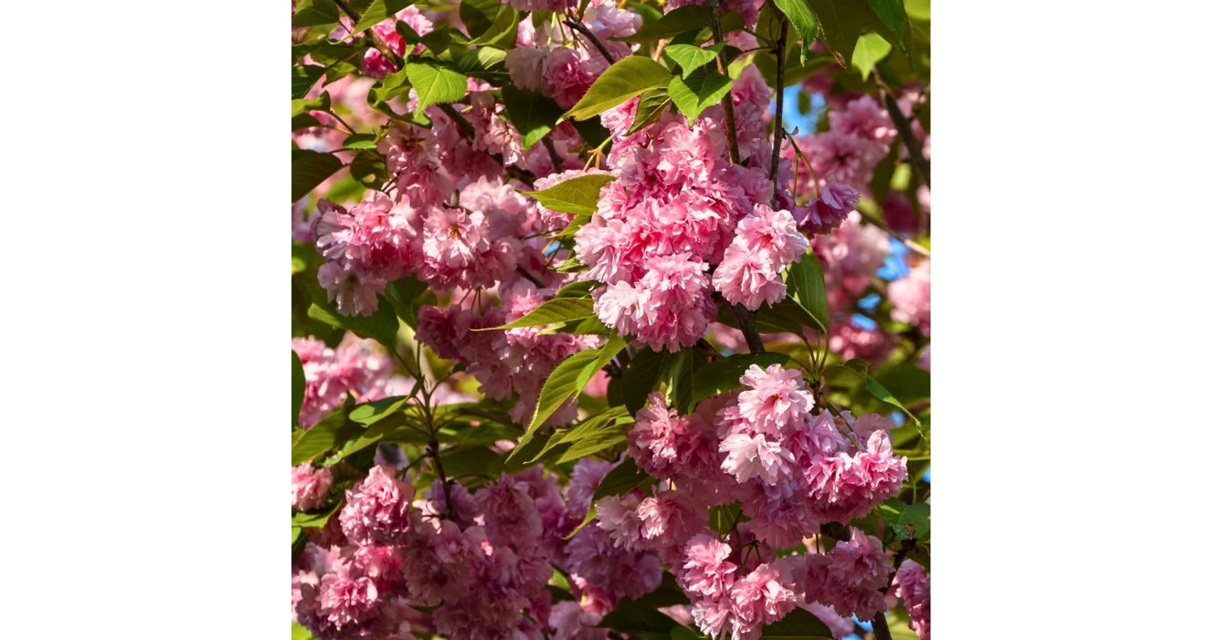 Cireș japonez roz Kanzan - Gardencentrum.net webshop