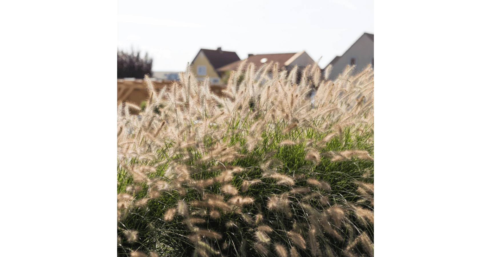 Pennisetum alopecuroides - Gardencentrum.net webshop