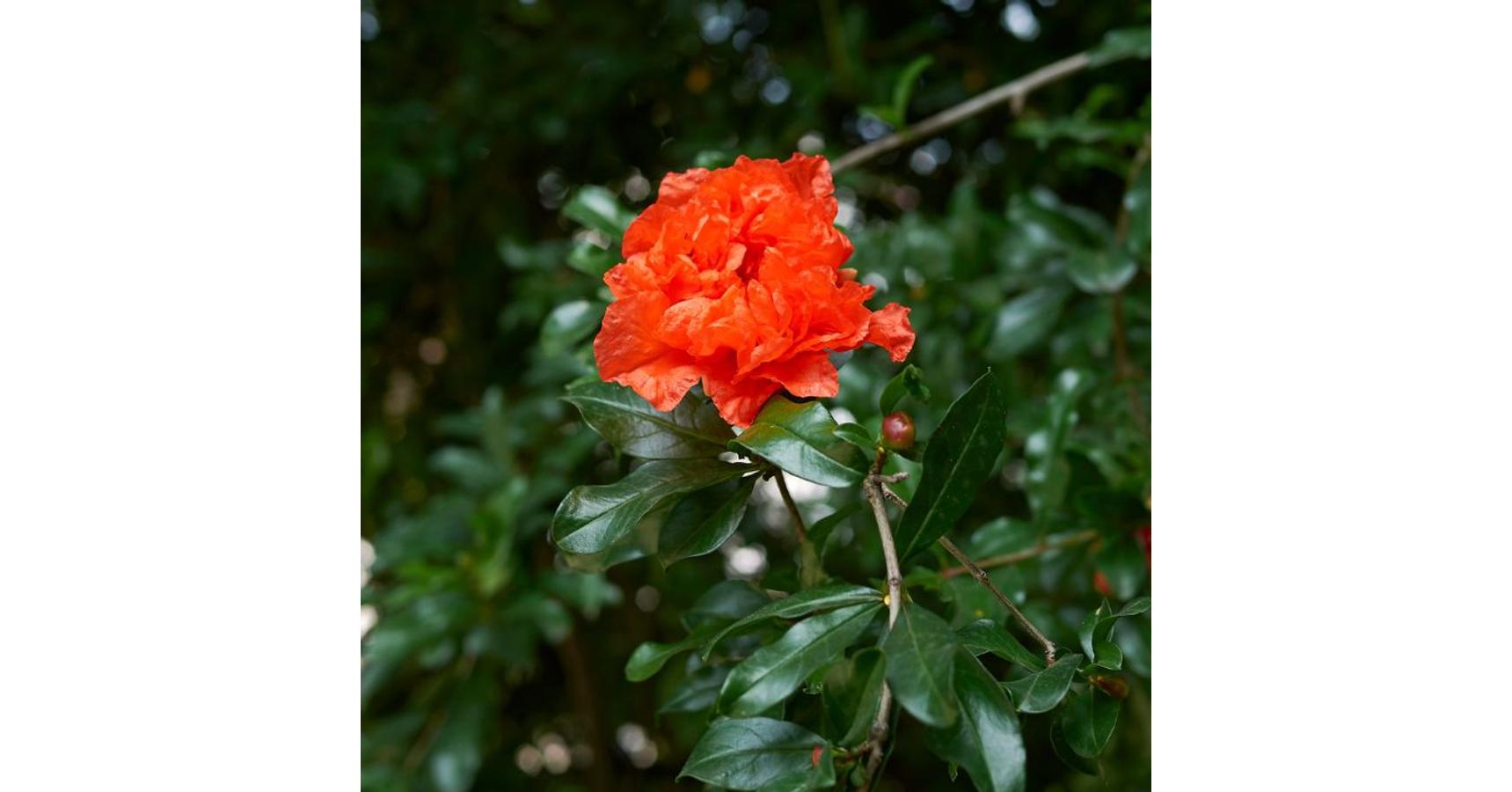 Rodiu decorativ - Gardencentrum.net