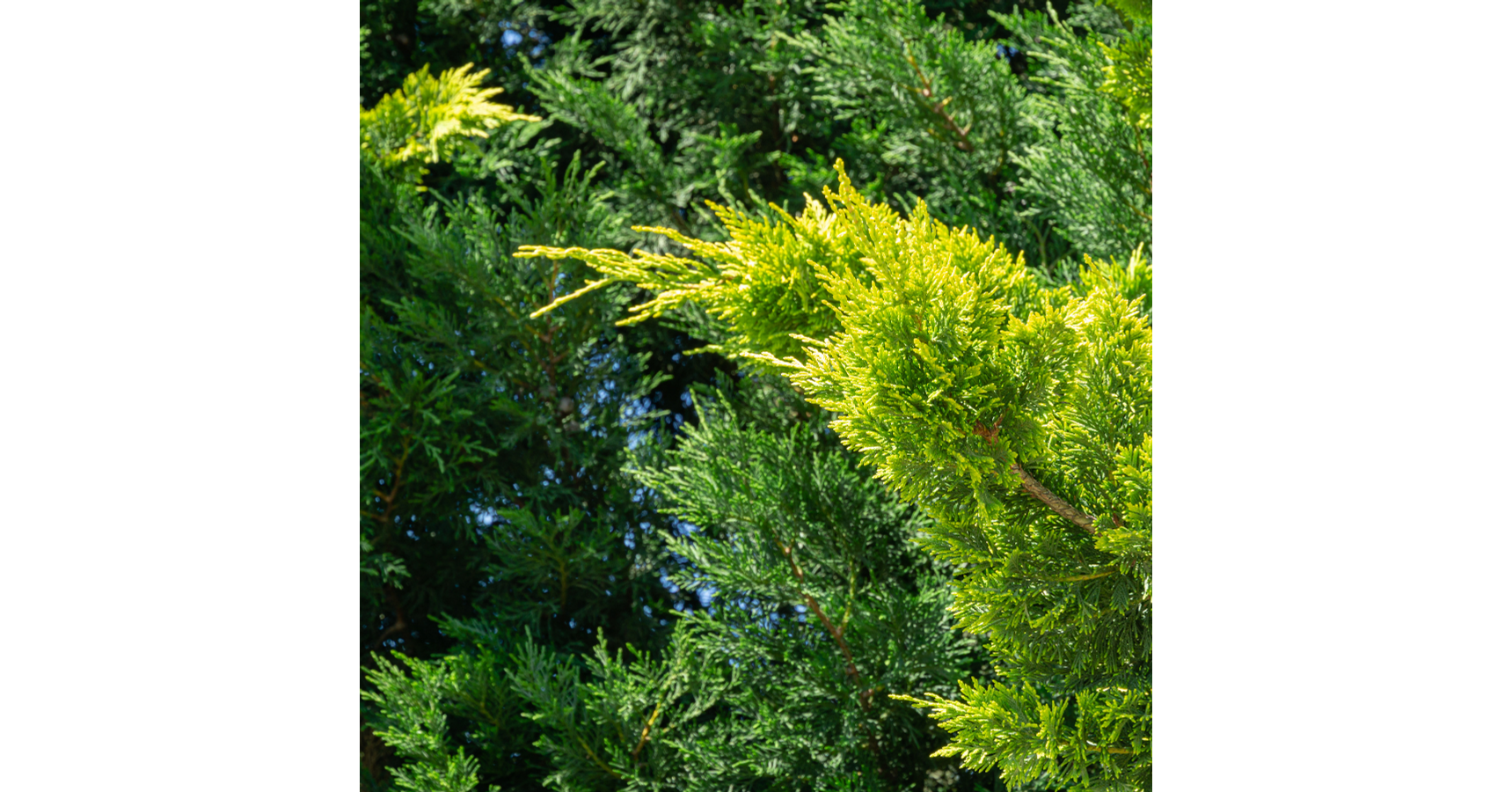 Chiparos Leylandi gard viu - Gardencentrum.net