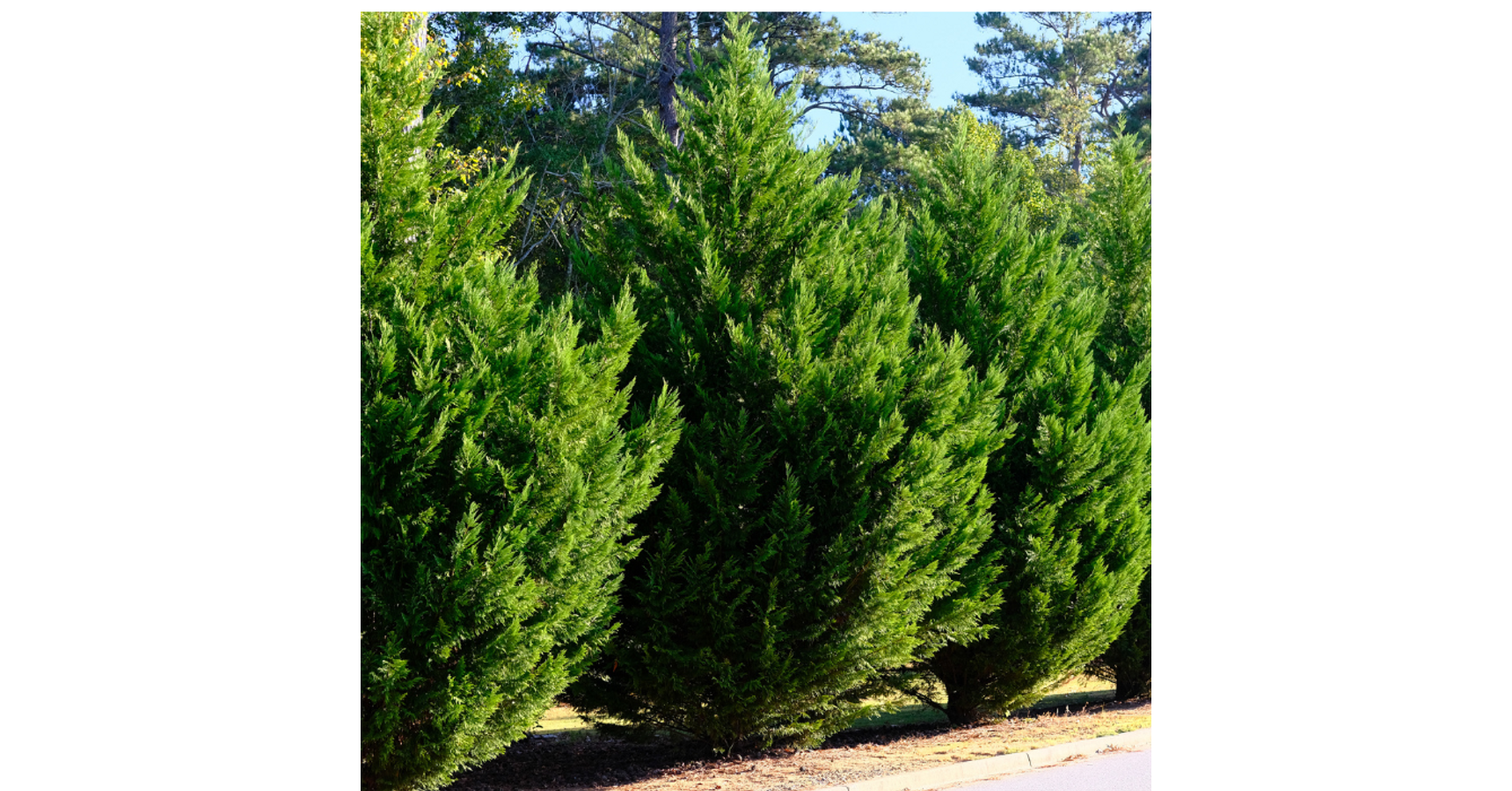 Chiparos Leilandi gard viu veșnic verde - Gardencentrum.net