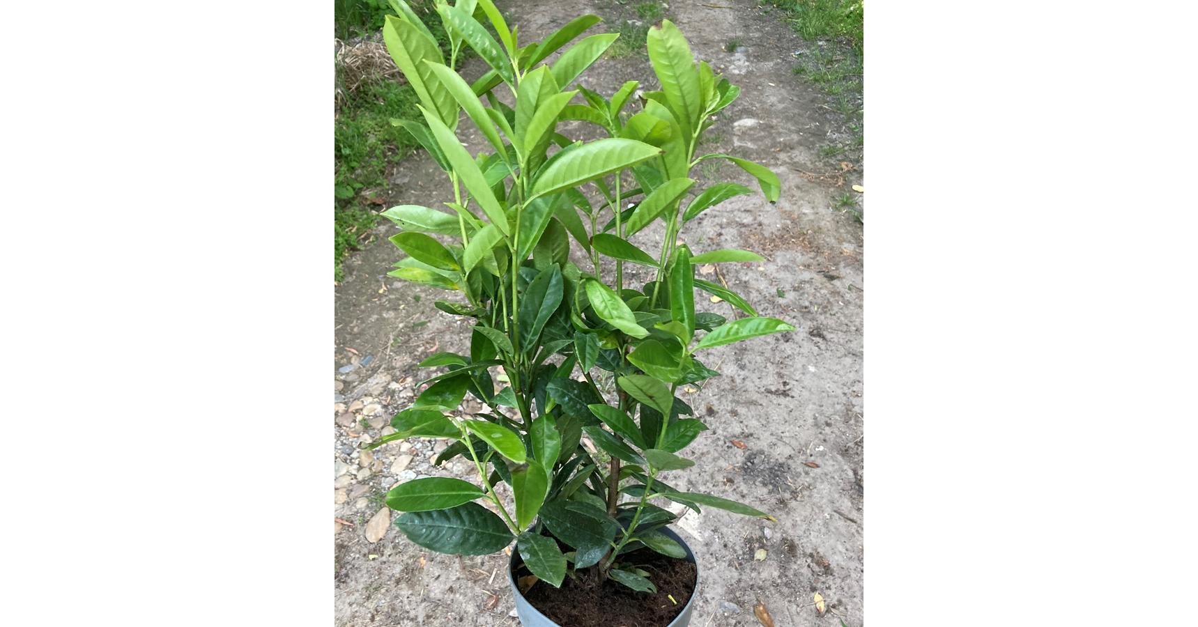 Laur englezesc Greentorch columnar - Gardencentrum.net magazin online