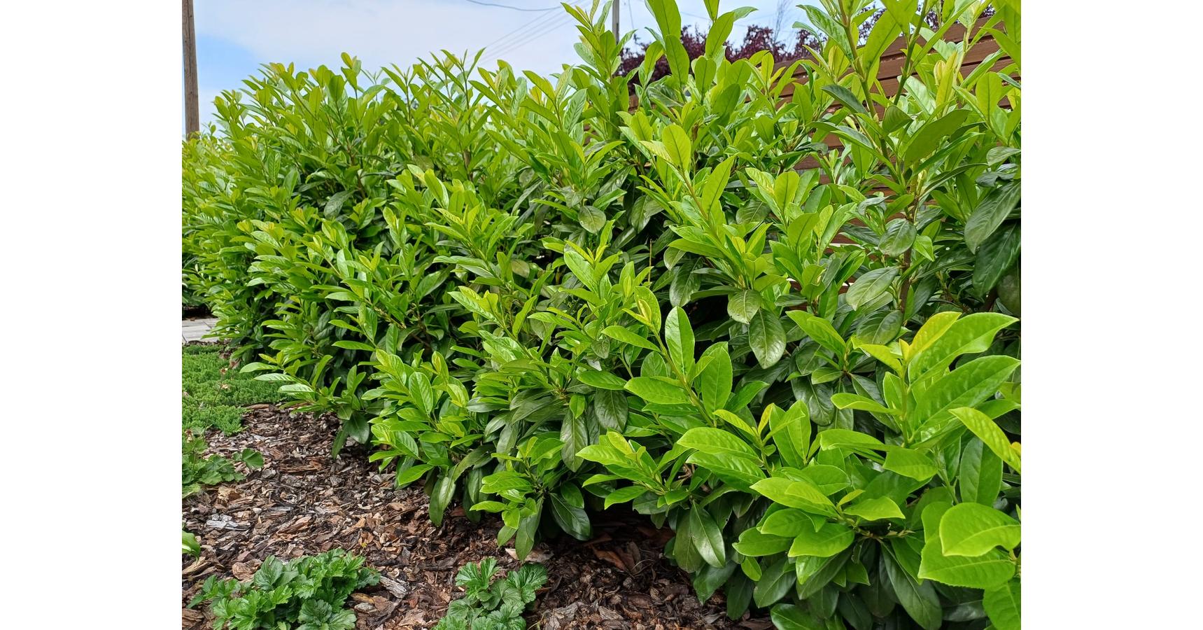 Laur englezesc - Gardencentrum.net magazin online