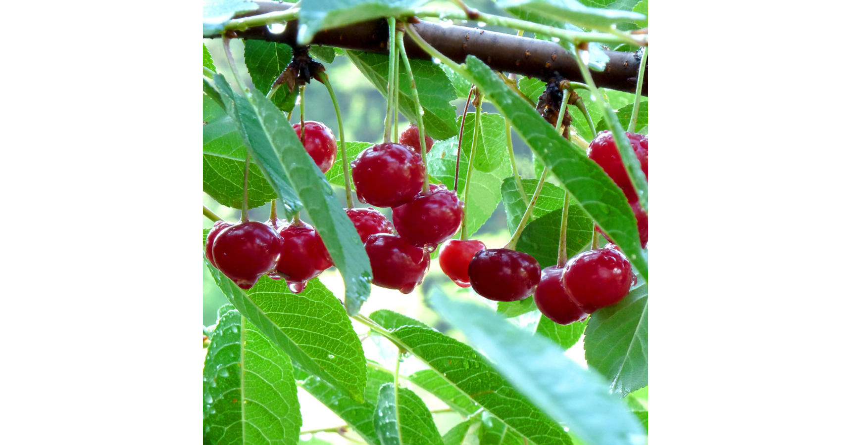 Vișin timpuriu soi Meteor - Gardencentrum.net magazin online