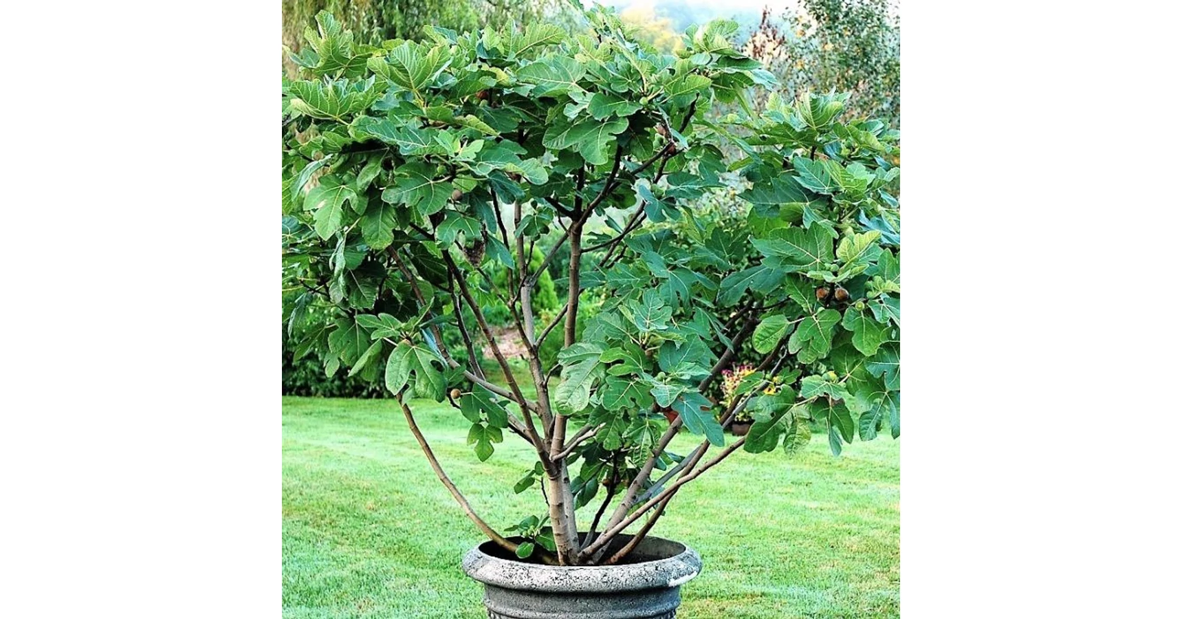 Smochin Brown Turkey - Gardencentrum.net