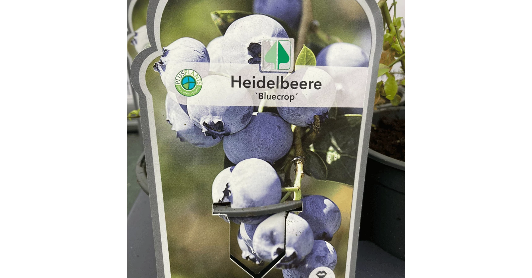 Afin Bluecrop - Gardencentrum.net magazin online