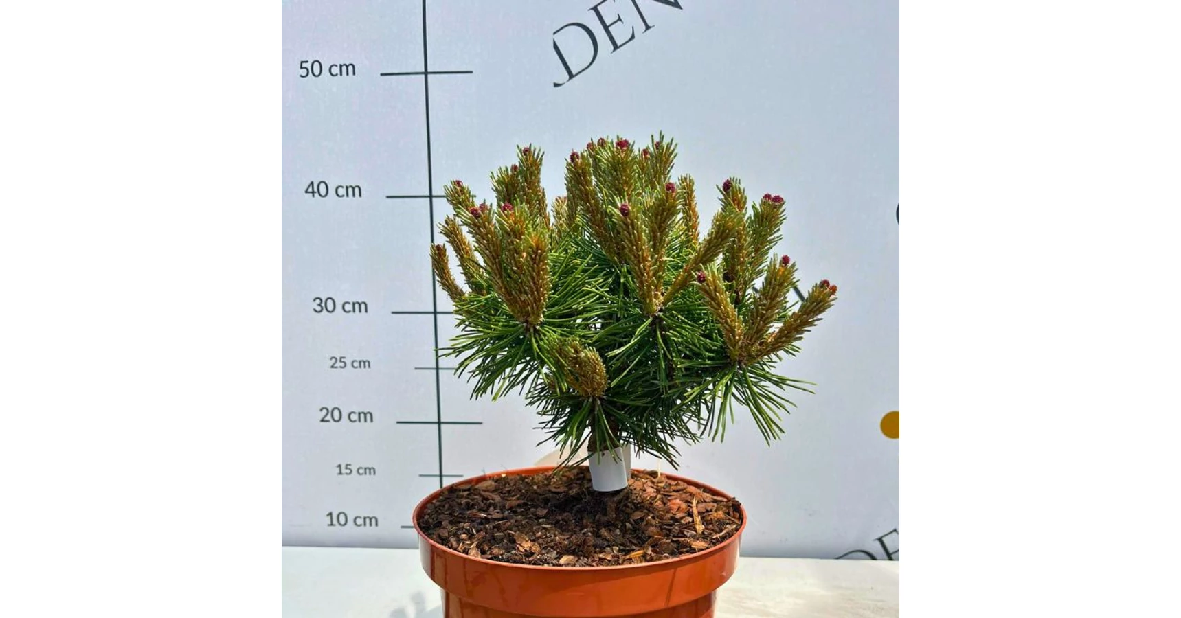 Pin de munte Benjamin - Gardnecentrum.net webshop