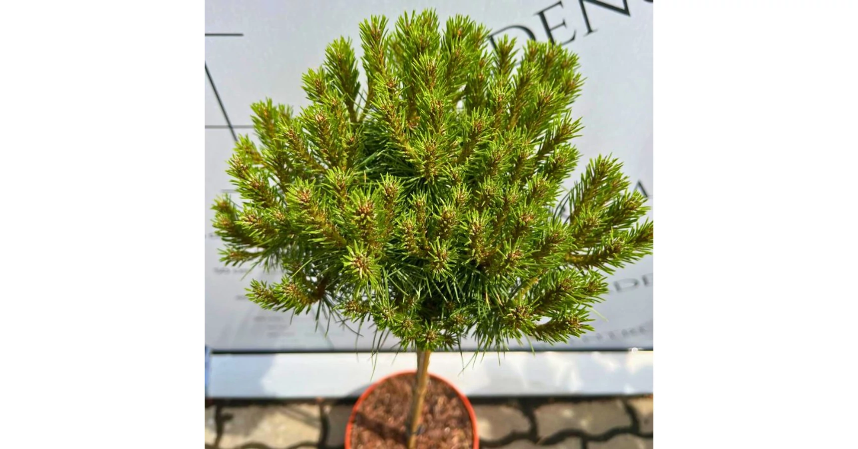 Pin negru pitic crescut pe trunchi înalt - Gardencentrum.net