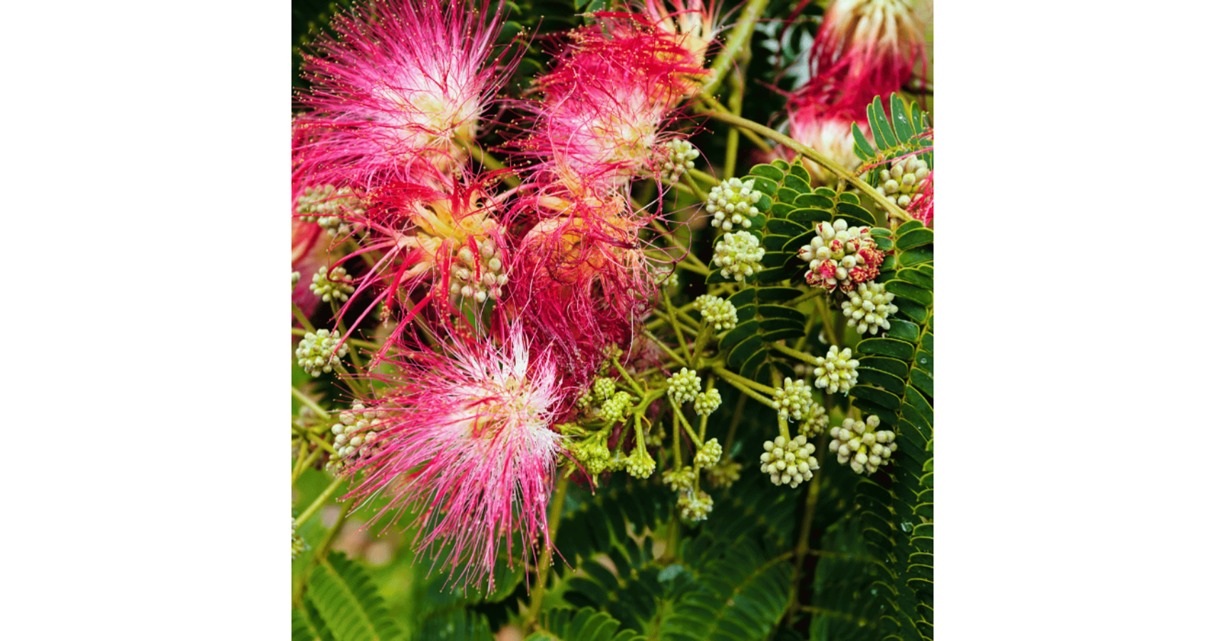 Arborele de mătase - Gardencentrum.net pepiniera online