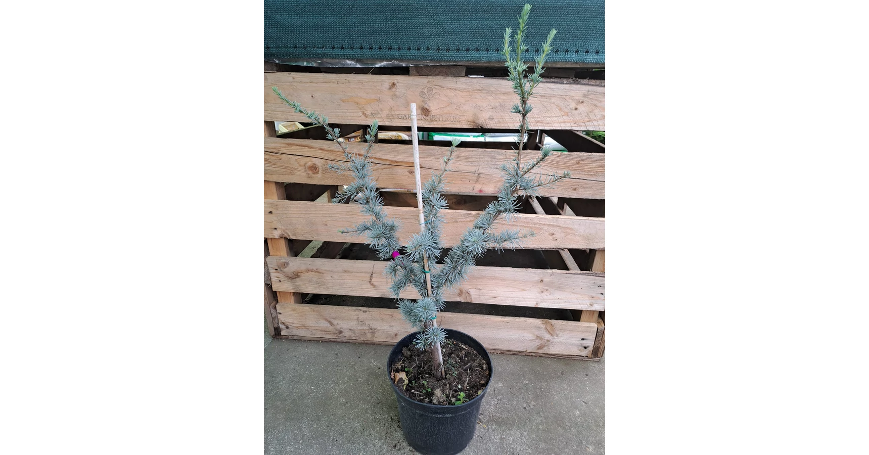 Cedru libanez albăstrui - Gardencentrum.net magazin online