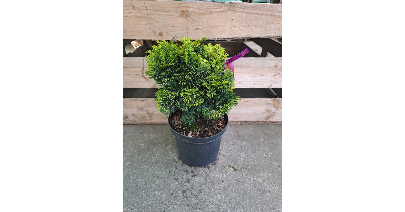 Chiparos Aurora - magazin online de grădinărit Gardencentrum.net