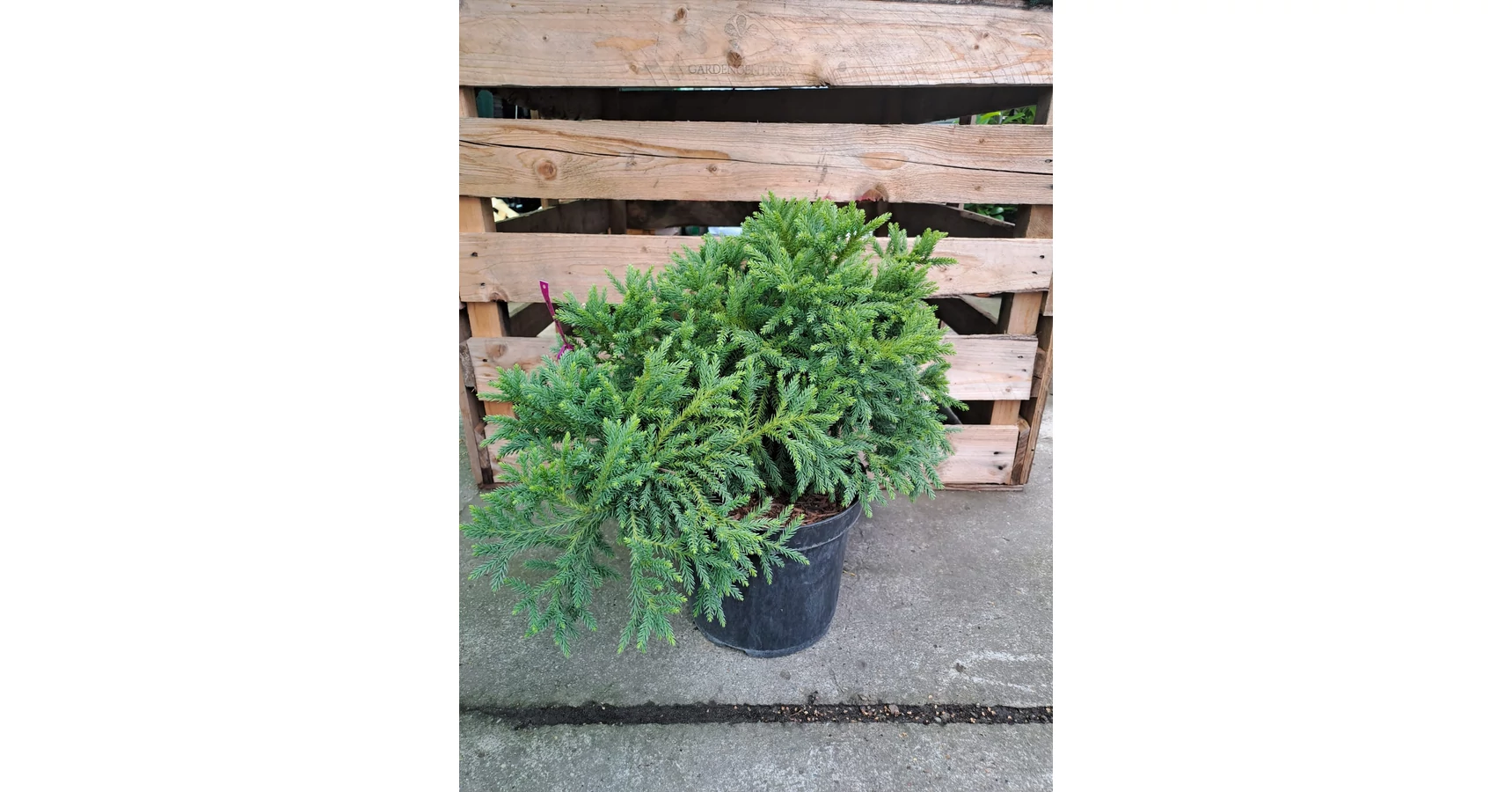 Cedru japonez - Gardencentrum.net magazin online