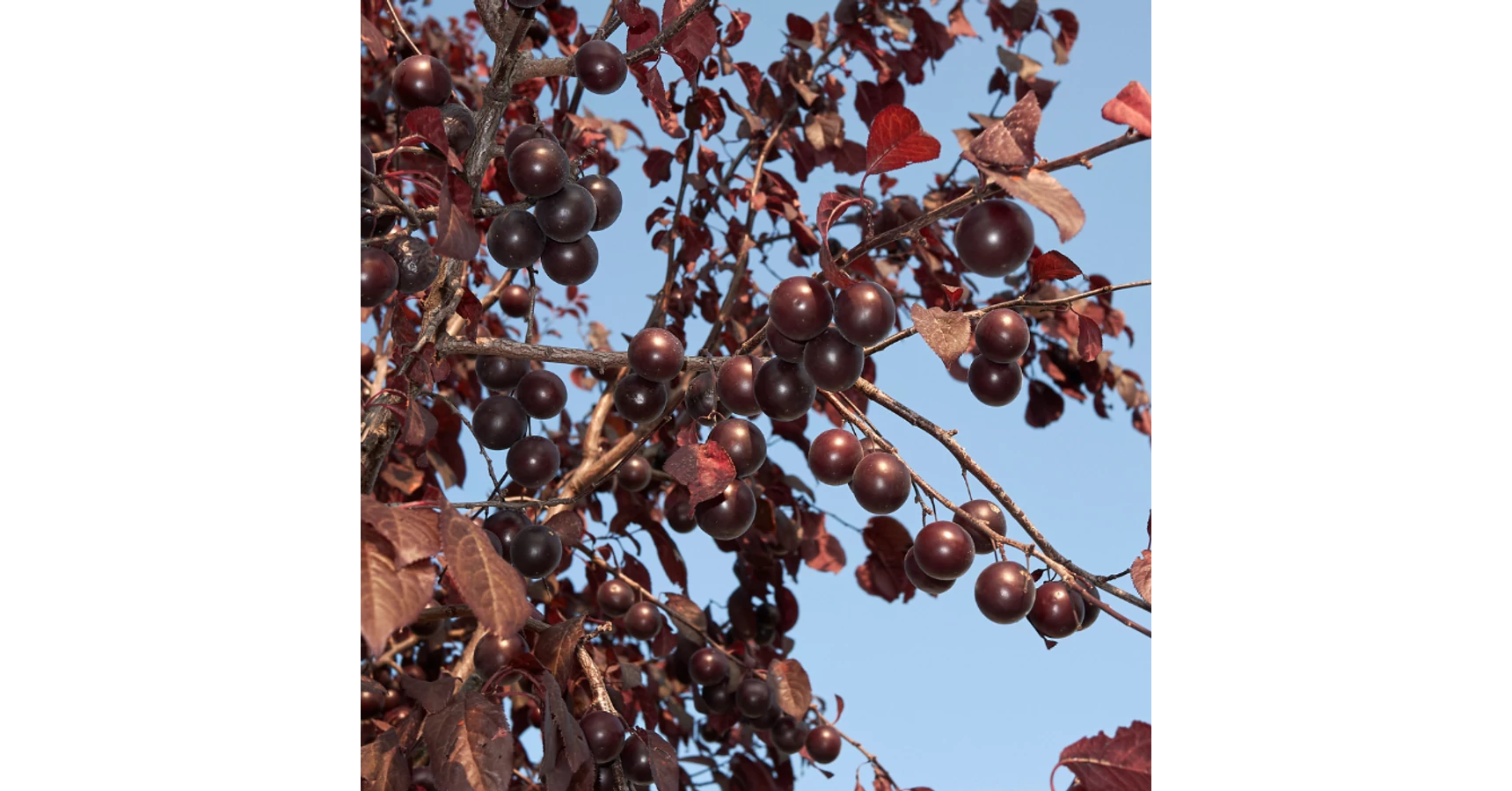 Prunus cerasifera Nigra - Gardencentrum.net pepinieră online