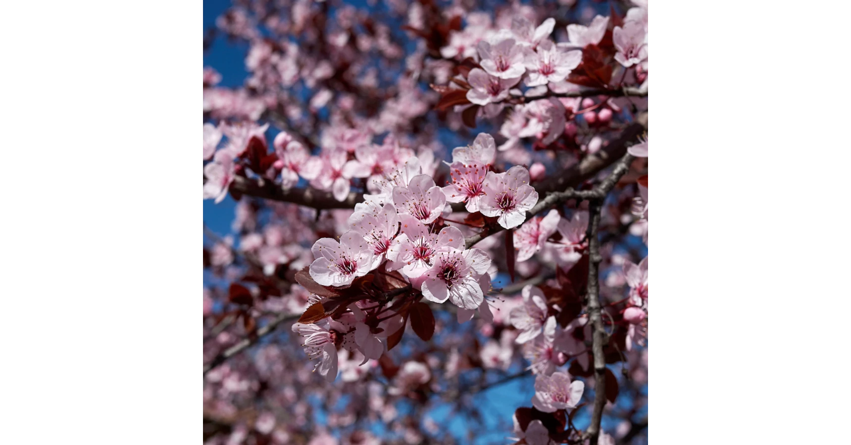 Prunus cerasifera - Gardencentrum.net magazin online