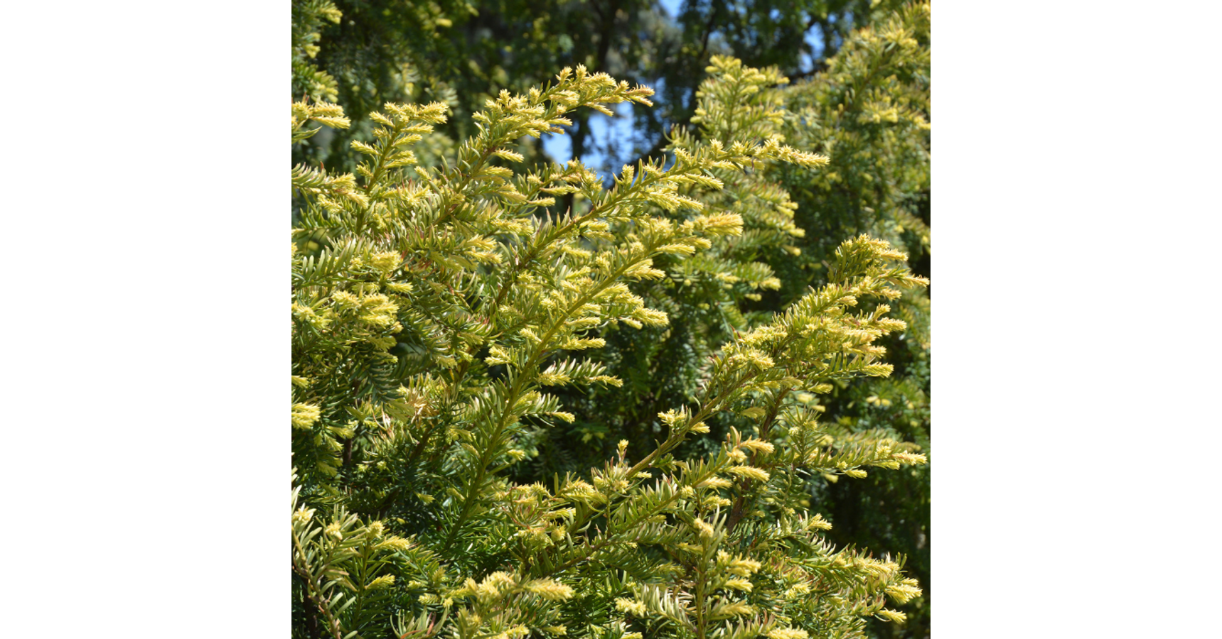 Arbore Tisa - Gardencentrum.net pepiniera online