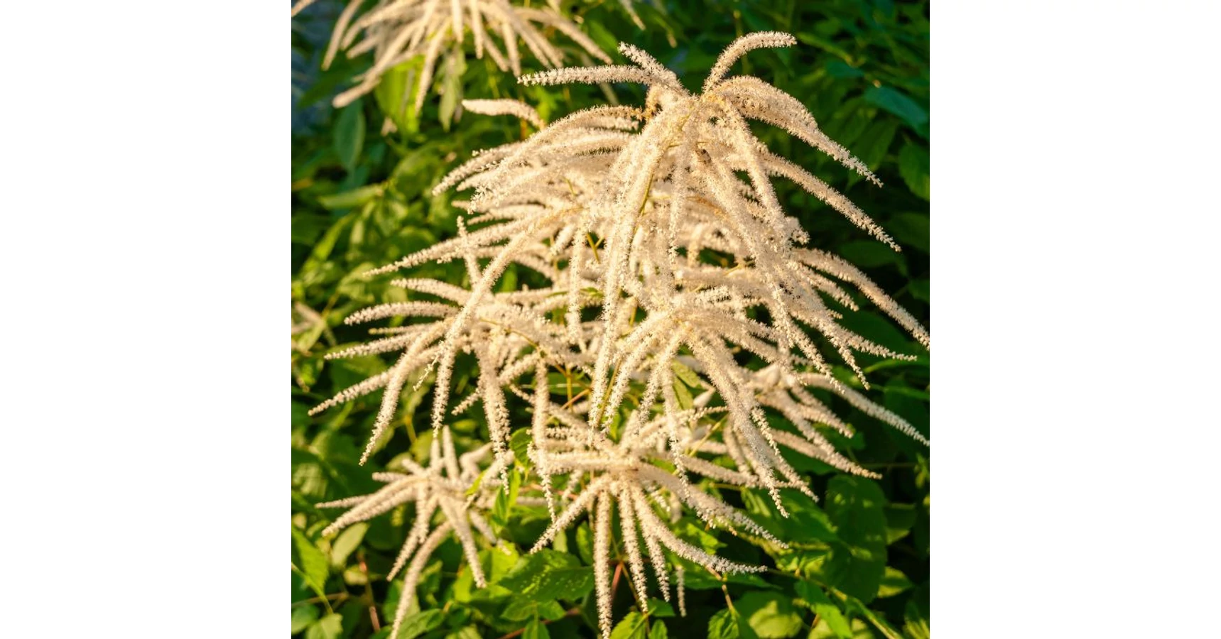 Barba caprei - Gardencentrum.net