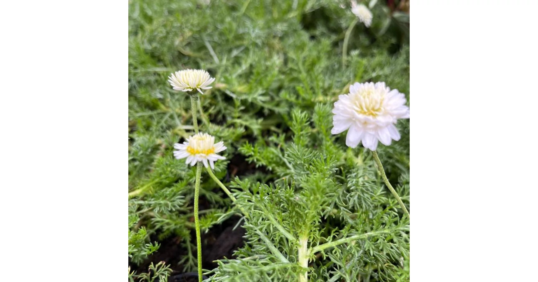 Mușețel roman - Gardencentrum.net magazin online de grădinărit