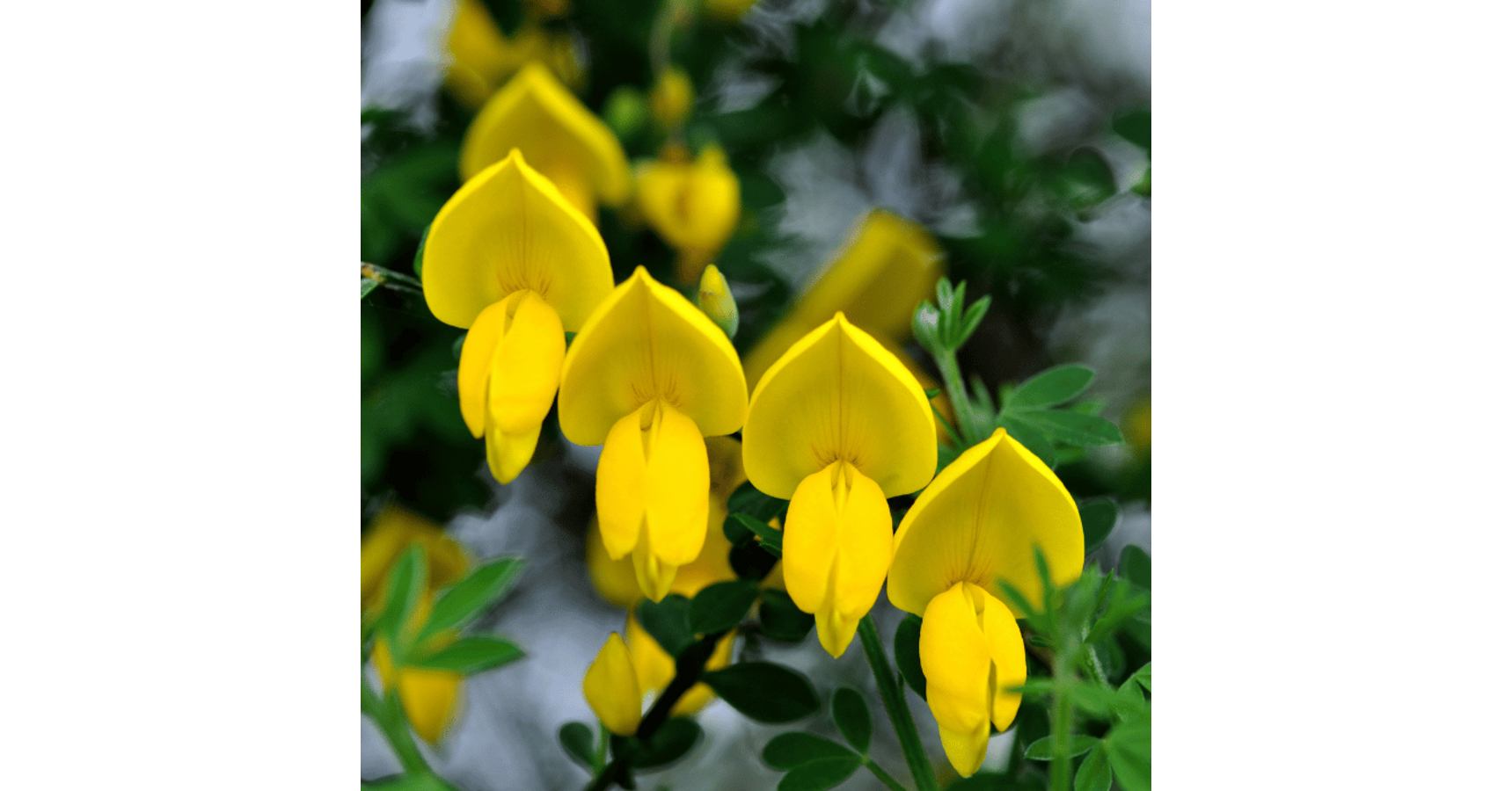 Cytisus procumbens - Gardencentrum.net magazin online de grădinărit