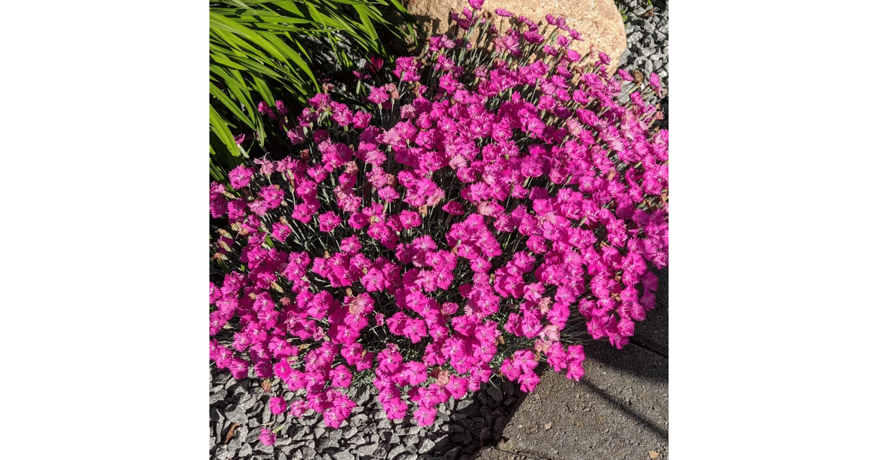 Garofițe cu flori roz - Gardencentrum.net magazin online