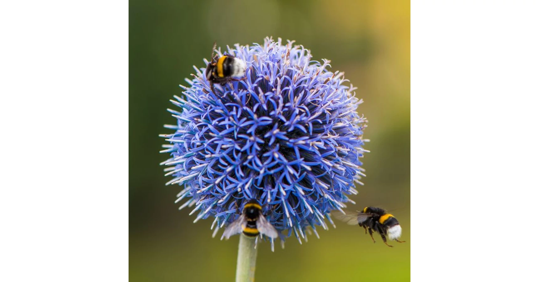 Echinops ritro - Ciulin albastru - Gardencentrum.net