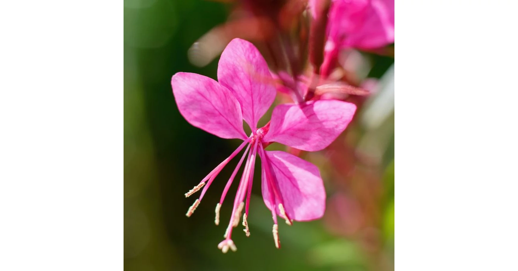 Floarea albinei roz - Gardencentrum.net magazin online