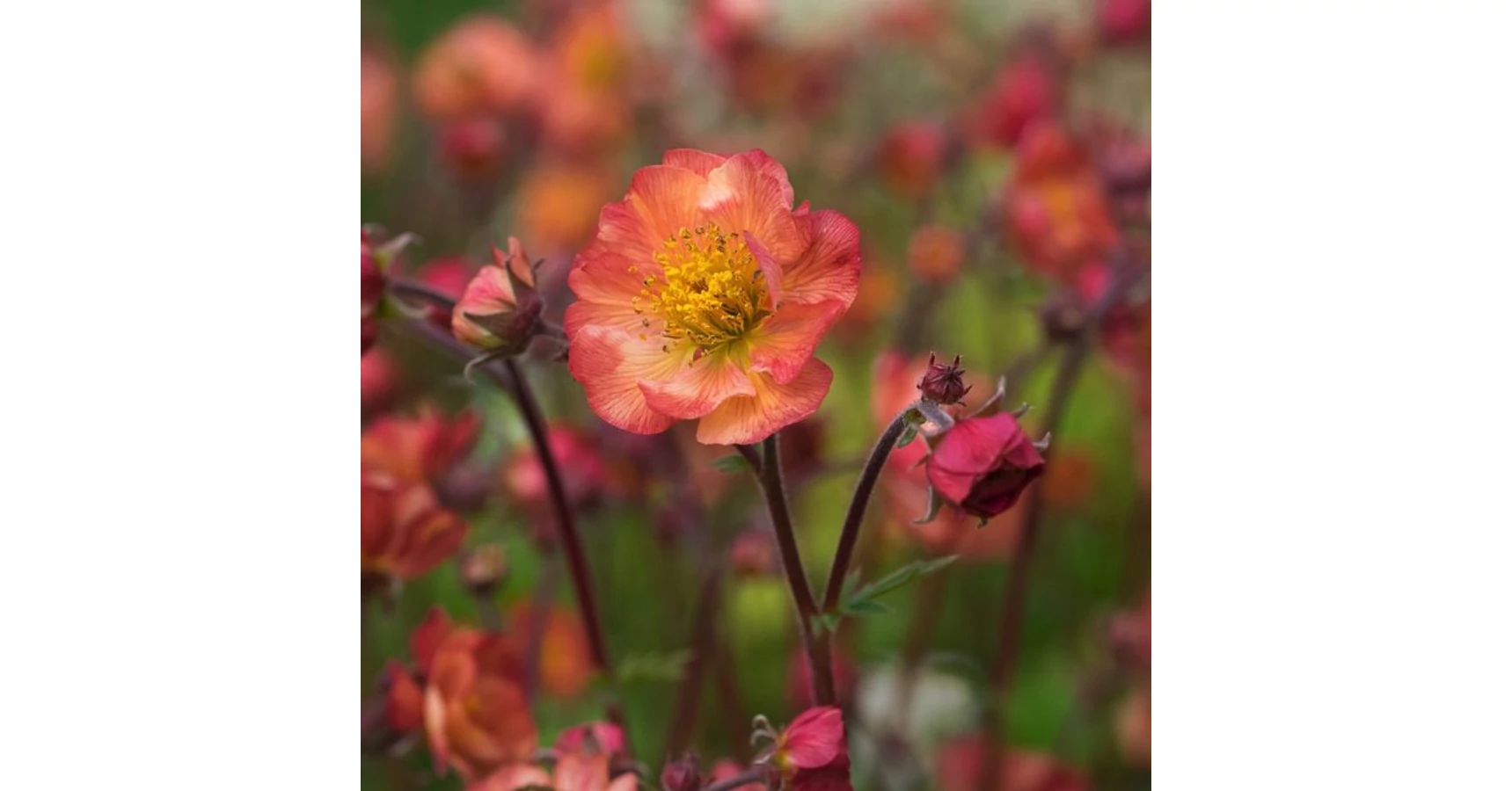 Geum Mango Lassi - Gardencentrum.net magazin online