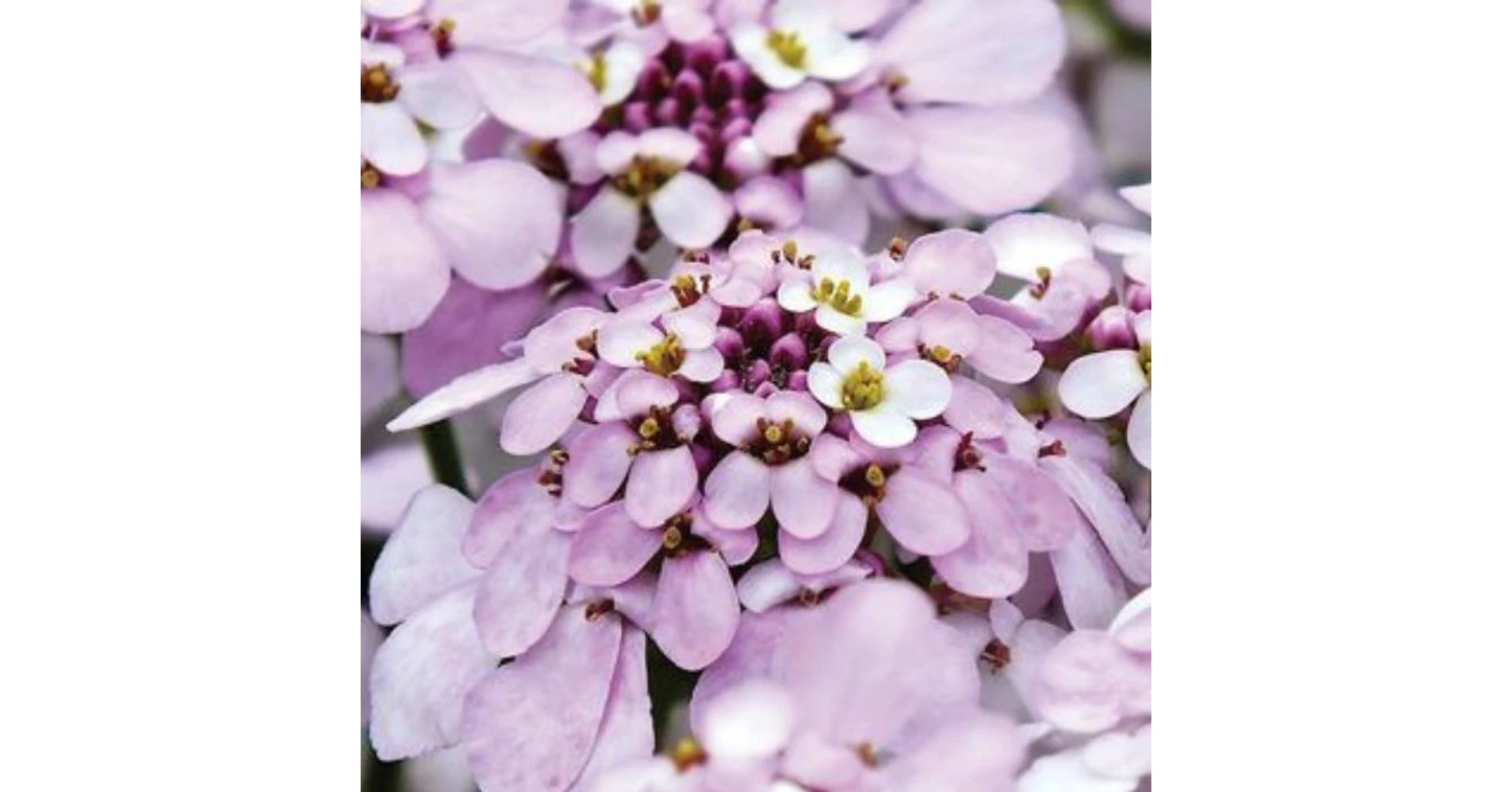 Lilicel roz - Gardencentrum.net